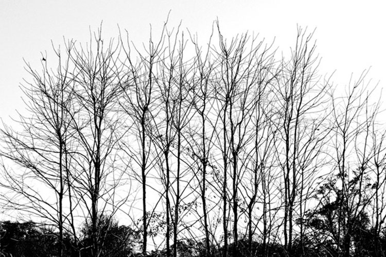 Robert Dowding # USA # Bare Trees (Landscape) – Chania International ...