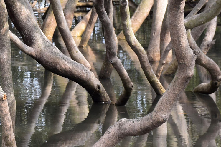 Craig Hooper # Australia # Mangrove Mayhem (Abstract) – Chania ...